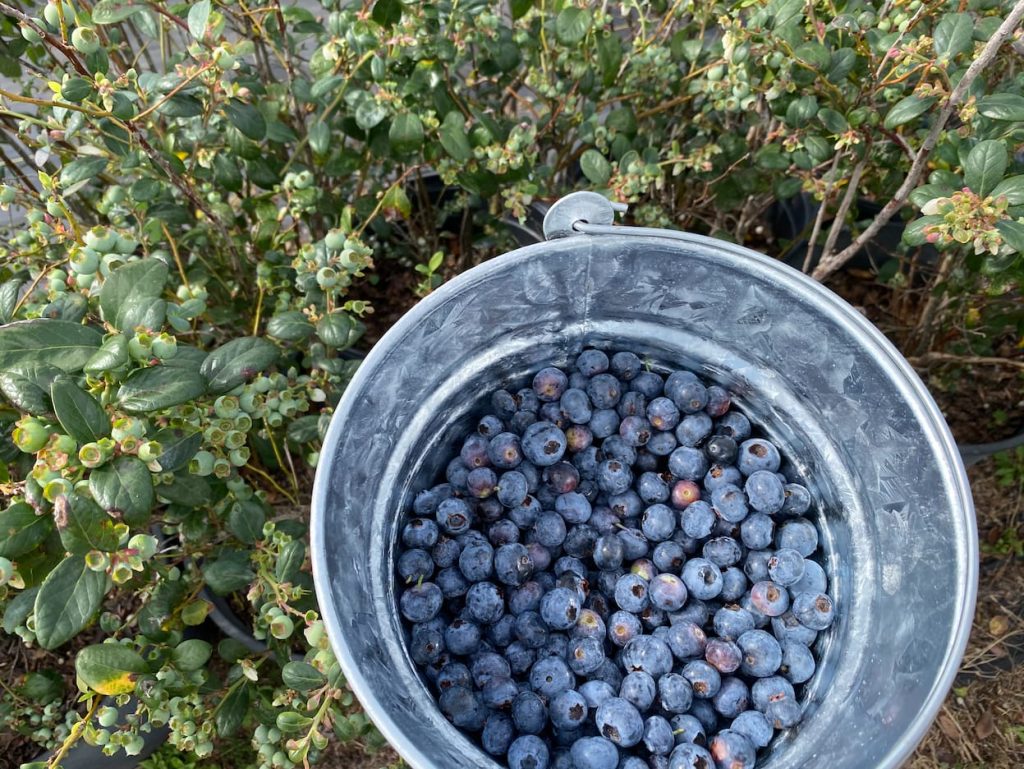 Haines Family Farm – Blueberry PIcking Farm